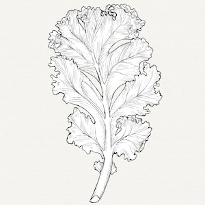 Kale PNG Clip Art, Hand Drawn Kale Leaf Illustration, Vintage Style Art ...
