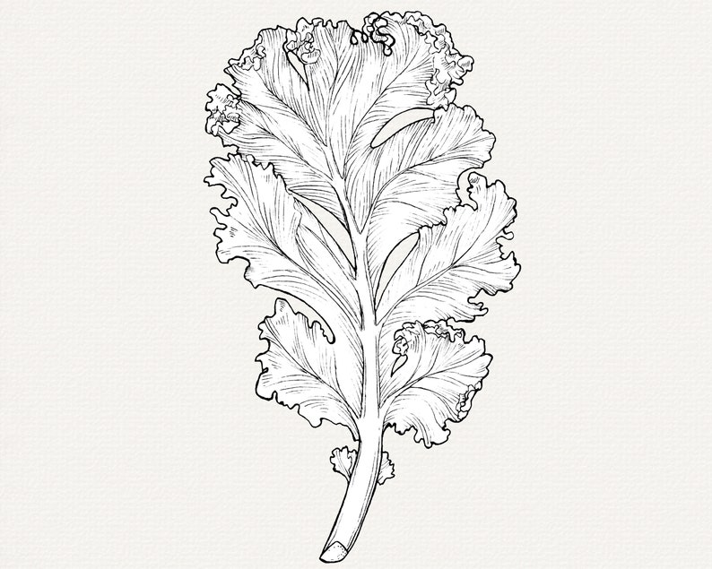 Kale Line Art, Botanical Illustration, PNG Clipart, Vegetable Graphics ...