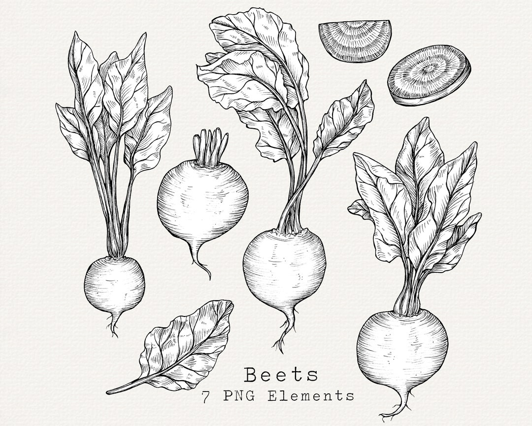 Beets PNG Clip Art, Hand Drawn Beet Illustration, Vegetable Line Art ...