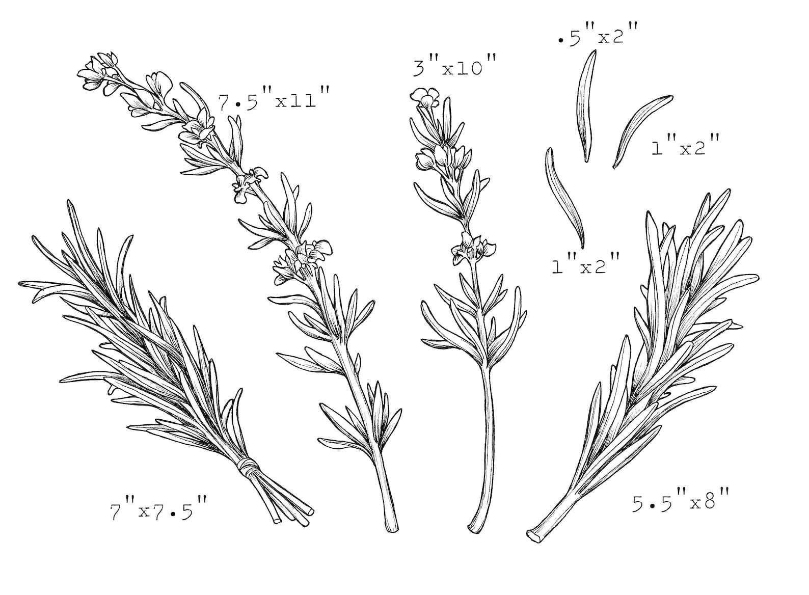 Herb Clip Art, Botanical Line Art, Sage, Rosemary, Thyme, Lavender (PNG ...