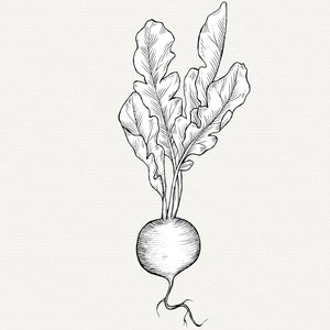 Radish PNG Clip Art, Hand Drawn Radish Illustration, Vegetable Line Art ...