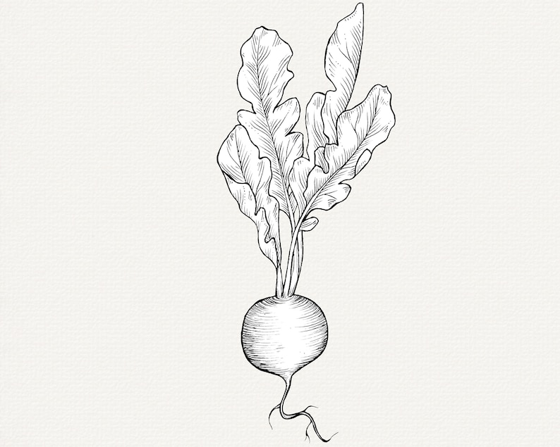 Radish Line Art, Botanical Illustration, Vegetable Clip Art (PNG ...