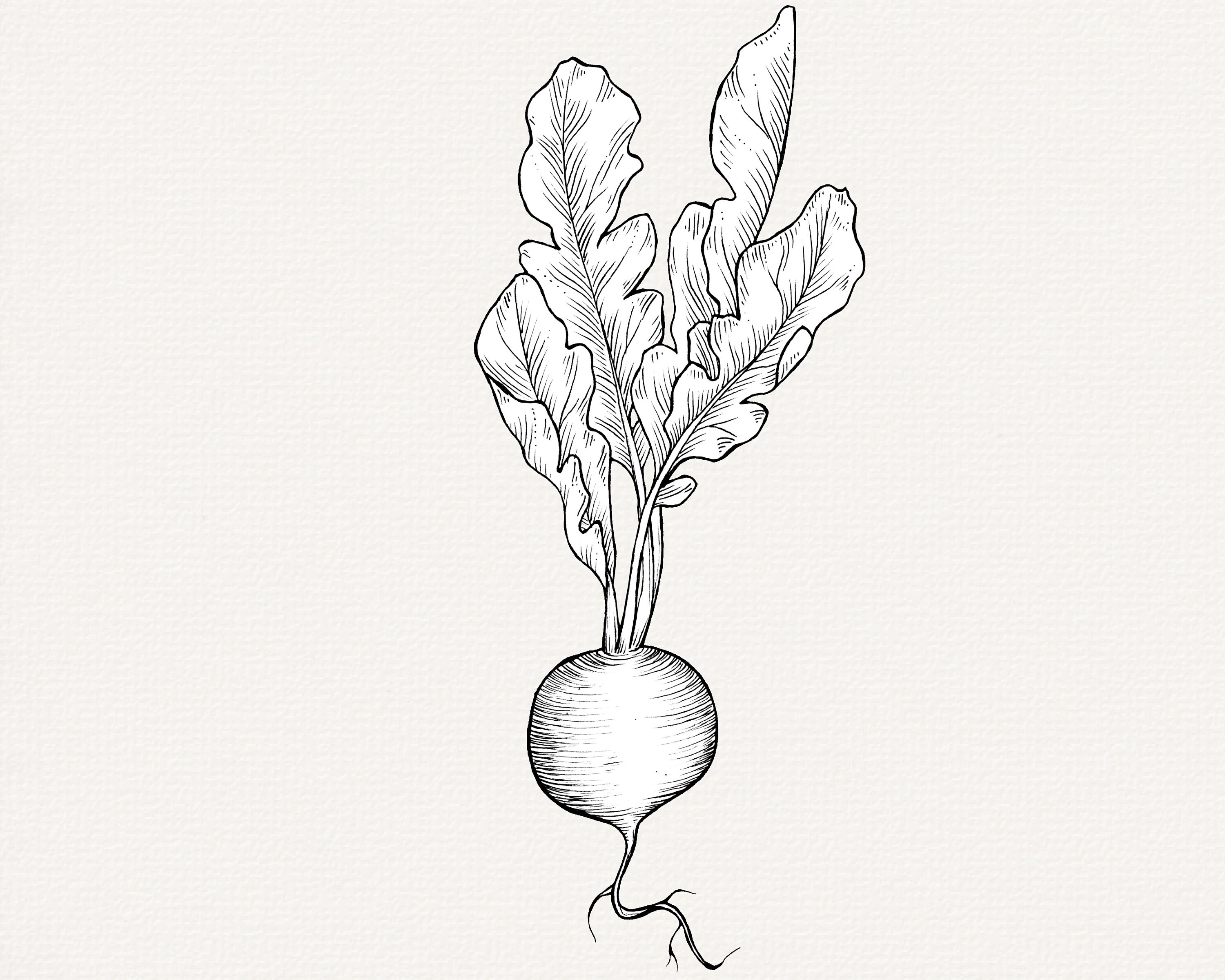 Radish Line Art, Botanical Illustration, Vegetable Clip Art (PNG ...