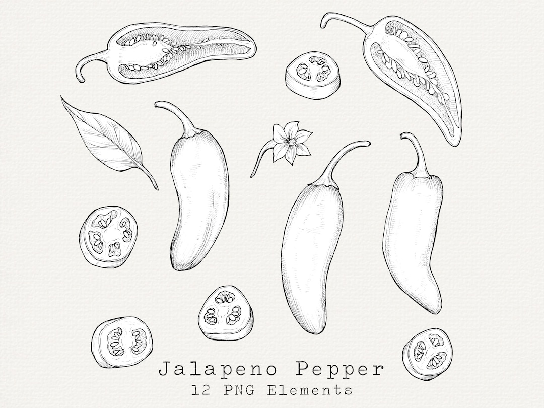 Jalapeno Pepper PNG Clip Art, Hand Drawn Peppers Illustration, Vintage ...