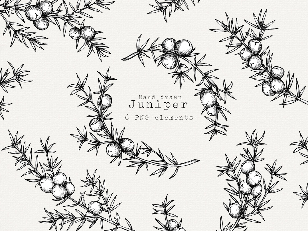 Juniper PNG Clip Art, Hand Drawn Juniper Sprig Illustration, Juniper ...