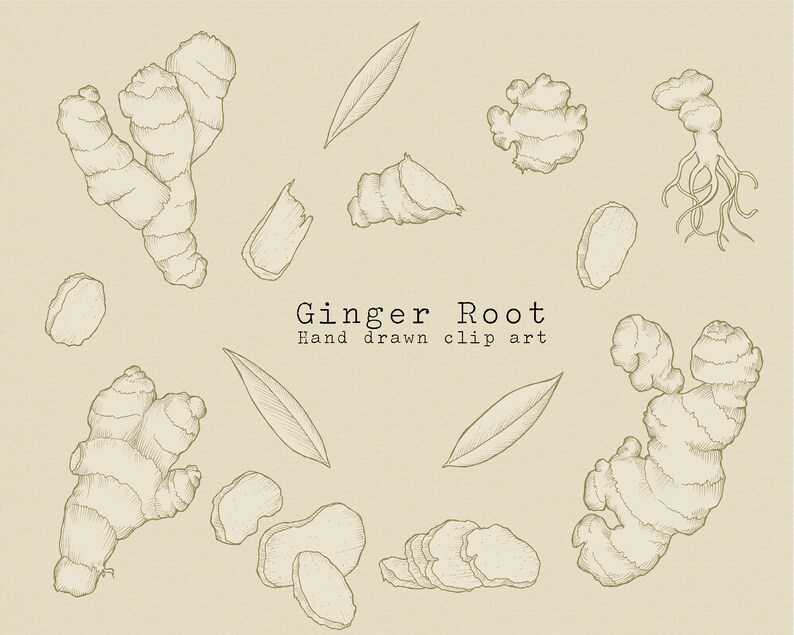 Ginger Clip Art Ginger Root Clipart Spices Baking Cooking | Etsy