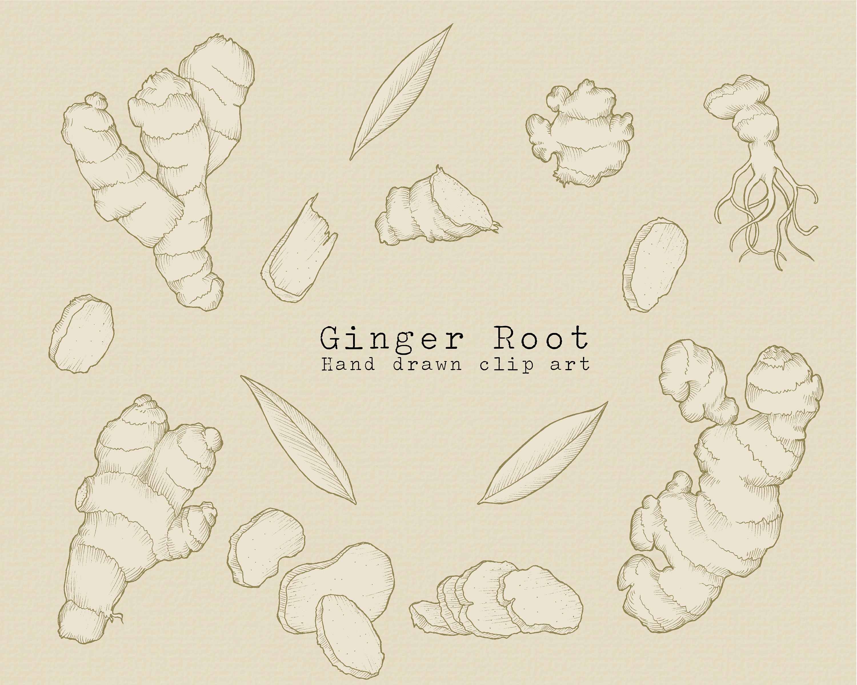 Ginger Clip Art Ginger Root Clipart Spices Baking Cooking | Etsy