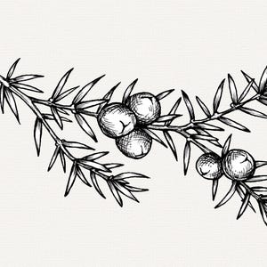 Juniper PNG Clip Art, Hand Drawn Juniper Sprig Illustration, Juniper ...