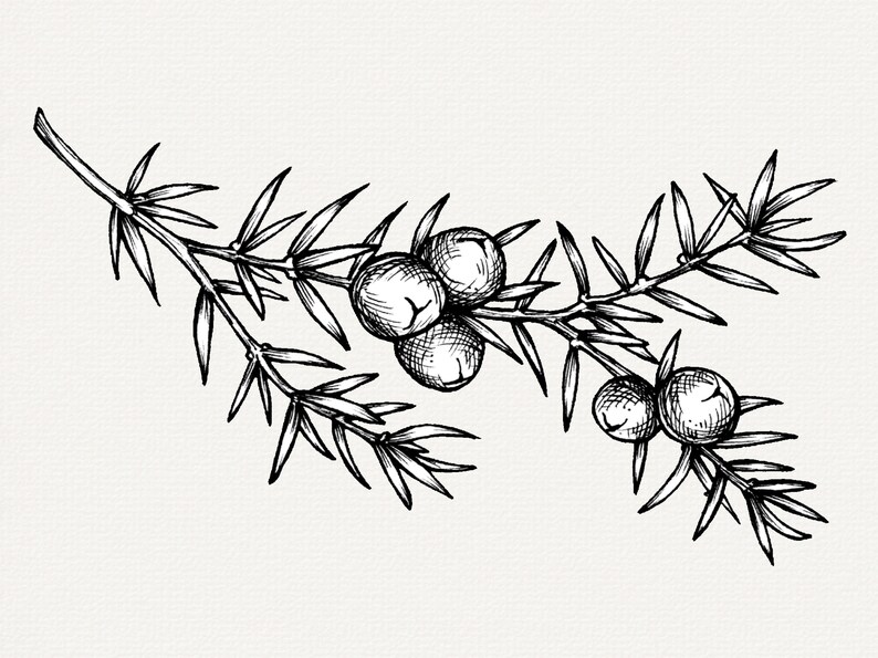 Juniper PNG Clip Art, Hand Drawn Juniper Sprig Illustration, Juniper ...