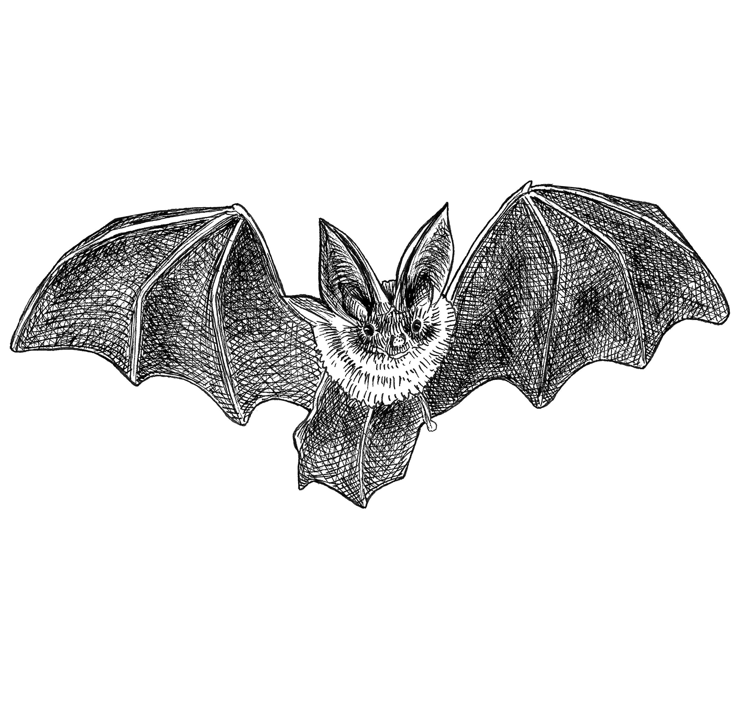 Bat Clip Art Spooky Bats Clipart Bat Illustration Instant | Etsy