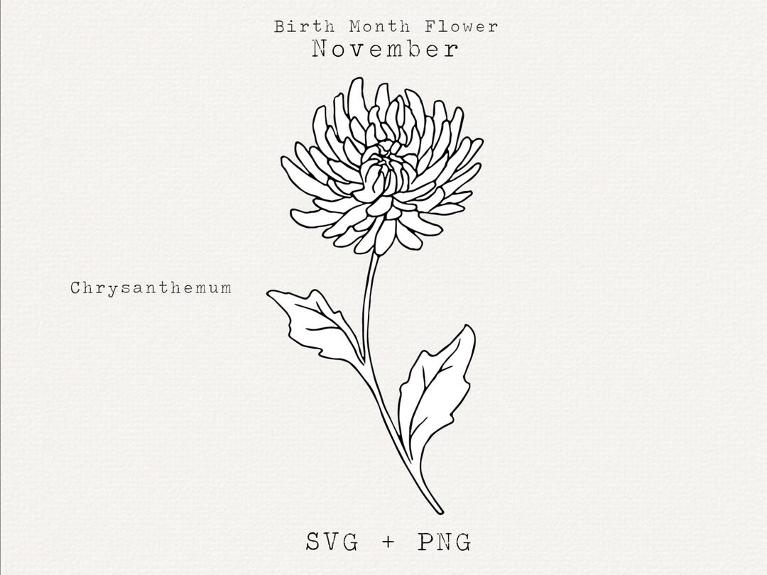 Chrysanthemum SVG, Chrysanthemum Flower Hand Drawn Clipart, November ...