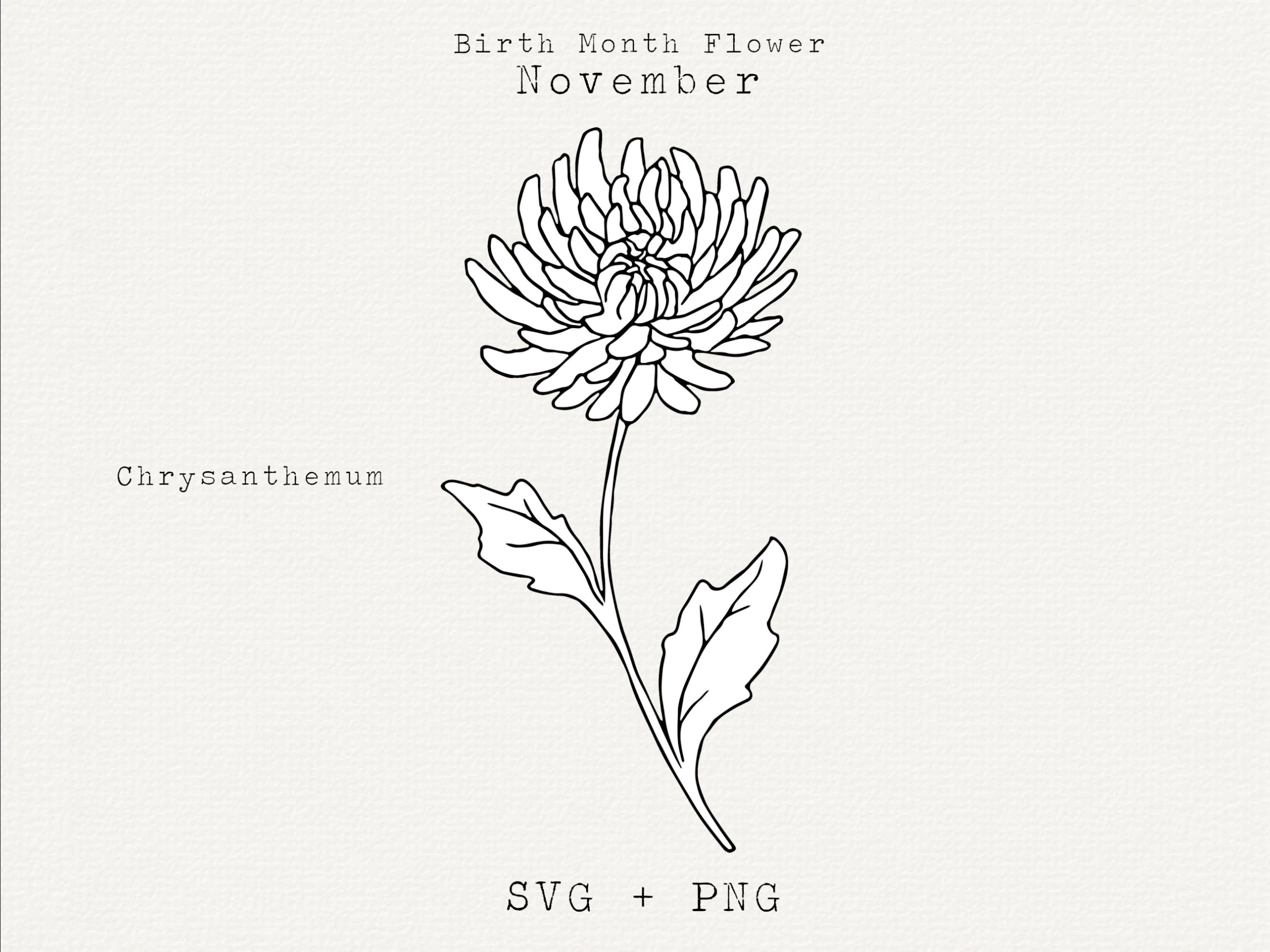 November Birth Flower Chrysanthemum SVG PNG, Floral Line Art, Botanical ...
