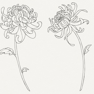 Chrysanthemum SVG, Chrysanthemums Clipart, Flower Line Art, Simple ...