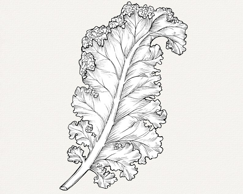 Kale Line Art, Botanical Illustration, PNG Clipart, Vegetable Graphics ...