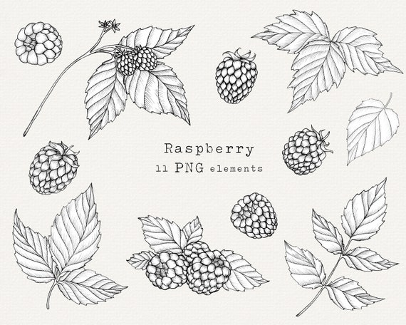 Raspberry Plant Drawing