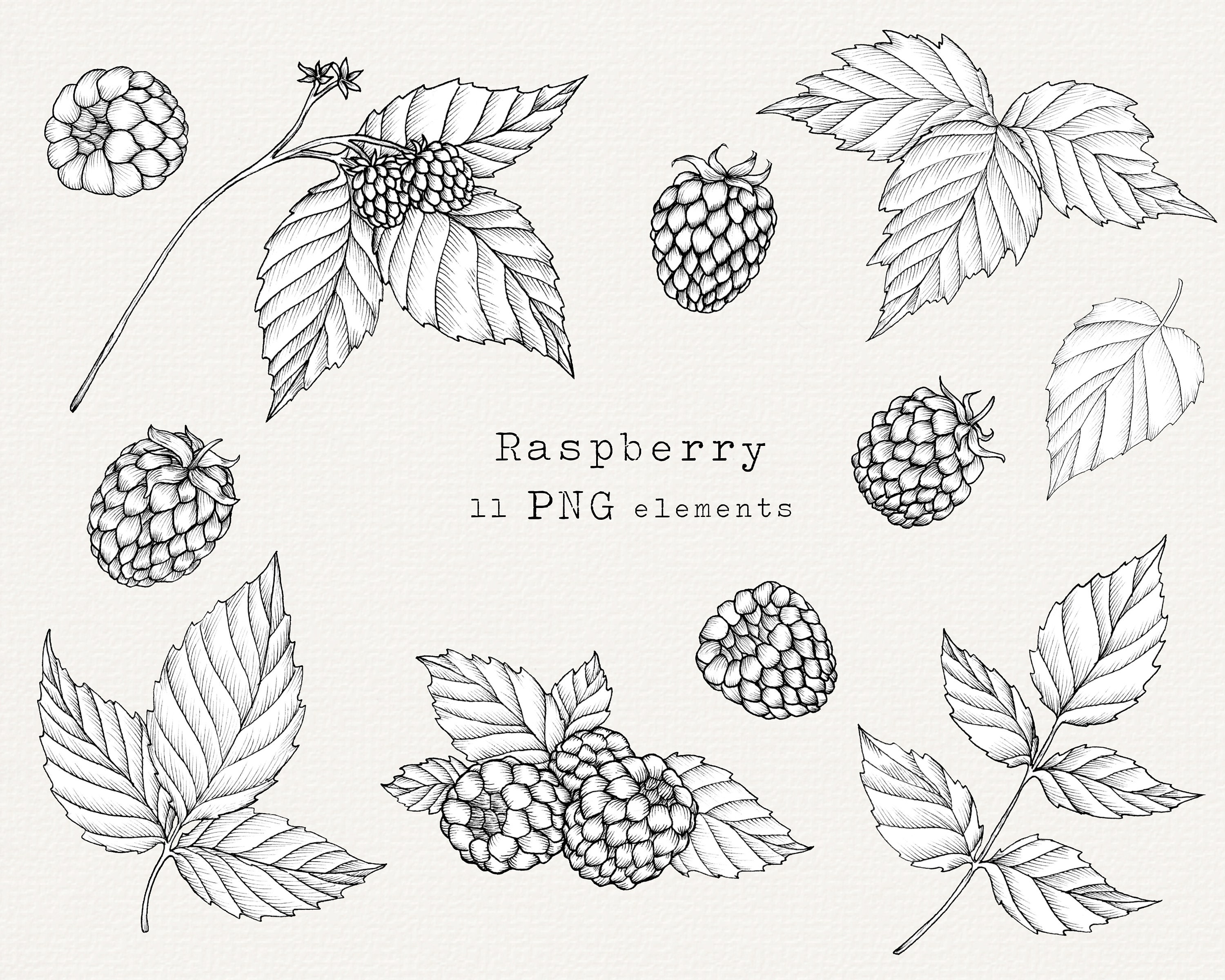 Raspberries PNG Clip Art Bundle Hand Drawn Raspberry Plant | Etsy