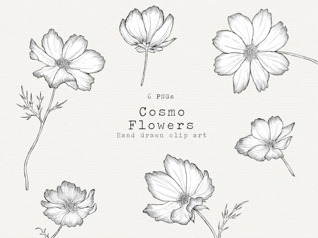 Cosmos Flower Clipart, Hand Drawn Floral Illustration, Botanical Line ...