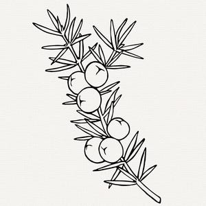 Juniper SVG, Juniper Sprig Clip Art, Juniper Berries Line Art, Cricut ...