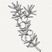 Juniper SVG, Juniper Sprig Clip Art, Juniper Berries Line Art, Cricut ...
