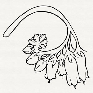 Comfrey SVG, Comfrey Clip Art, Herb Illustration, Botanical Line Art ...