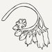 Comfrey SVG, Comfrey Clip Art, Herb Illustration, Botanical Line Art ...