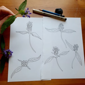 Self-heal, Heal-all Flower PNG Clip Art, Hand Drawn Medicinal Plant ...