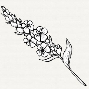 Mullein PNG Clip Art, Hand Drawn Mullein Illustration, Medicinal Plant ...