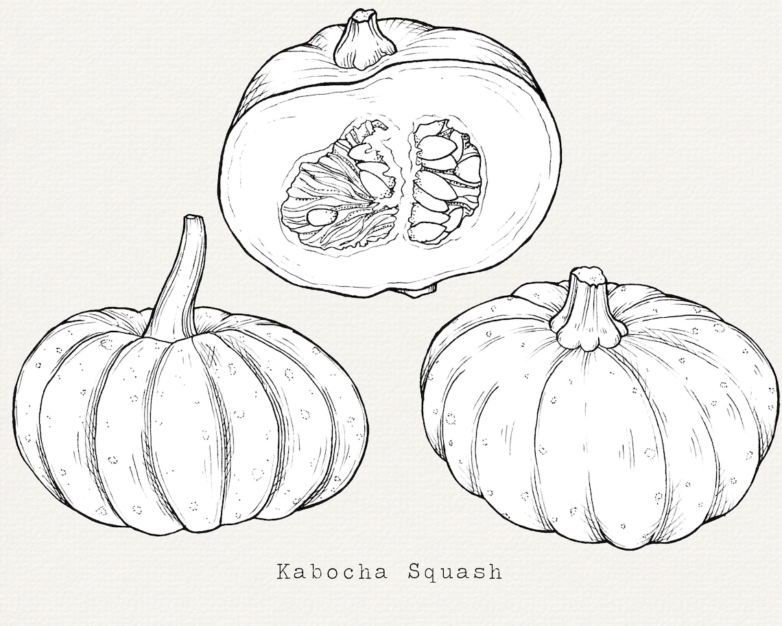 Winter Squash PNG Clip Art, Butternut, Acorn, Kabocha, Hand Drawn ...