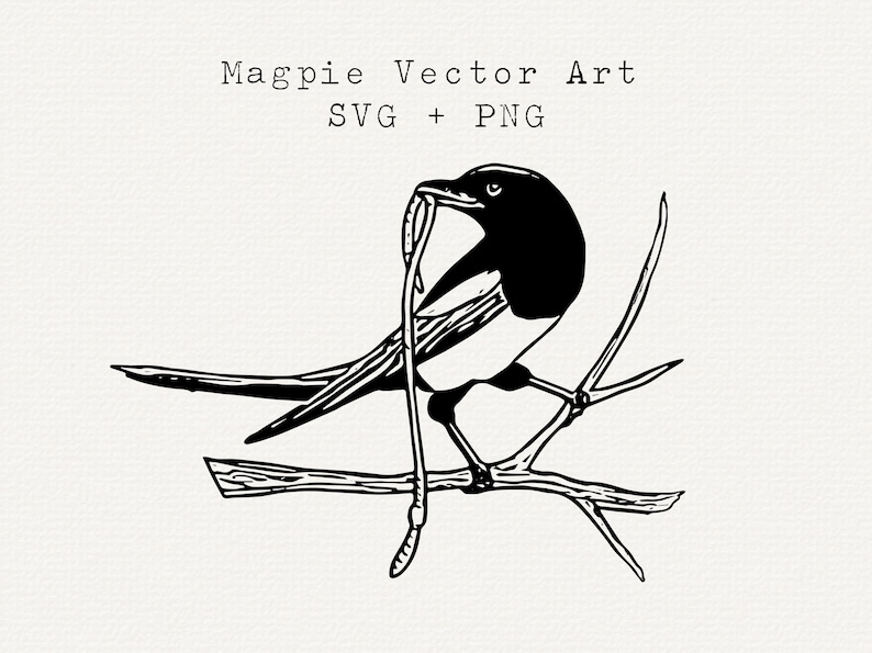 Magpie Vector Art, Bird SVG, PNG Clipart, DIY Crafting, Digital ...