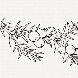 Juniper SVG, Juniper Sprig Clip Art, Juniper Berries Line Art, Cricut ...