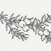 Juniper SVG, Juniper Sprig Clip Art, Juniper Berries Line Art, Cricut ...