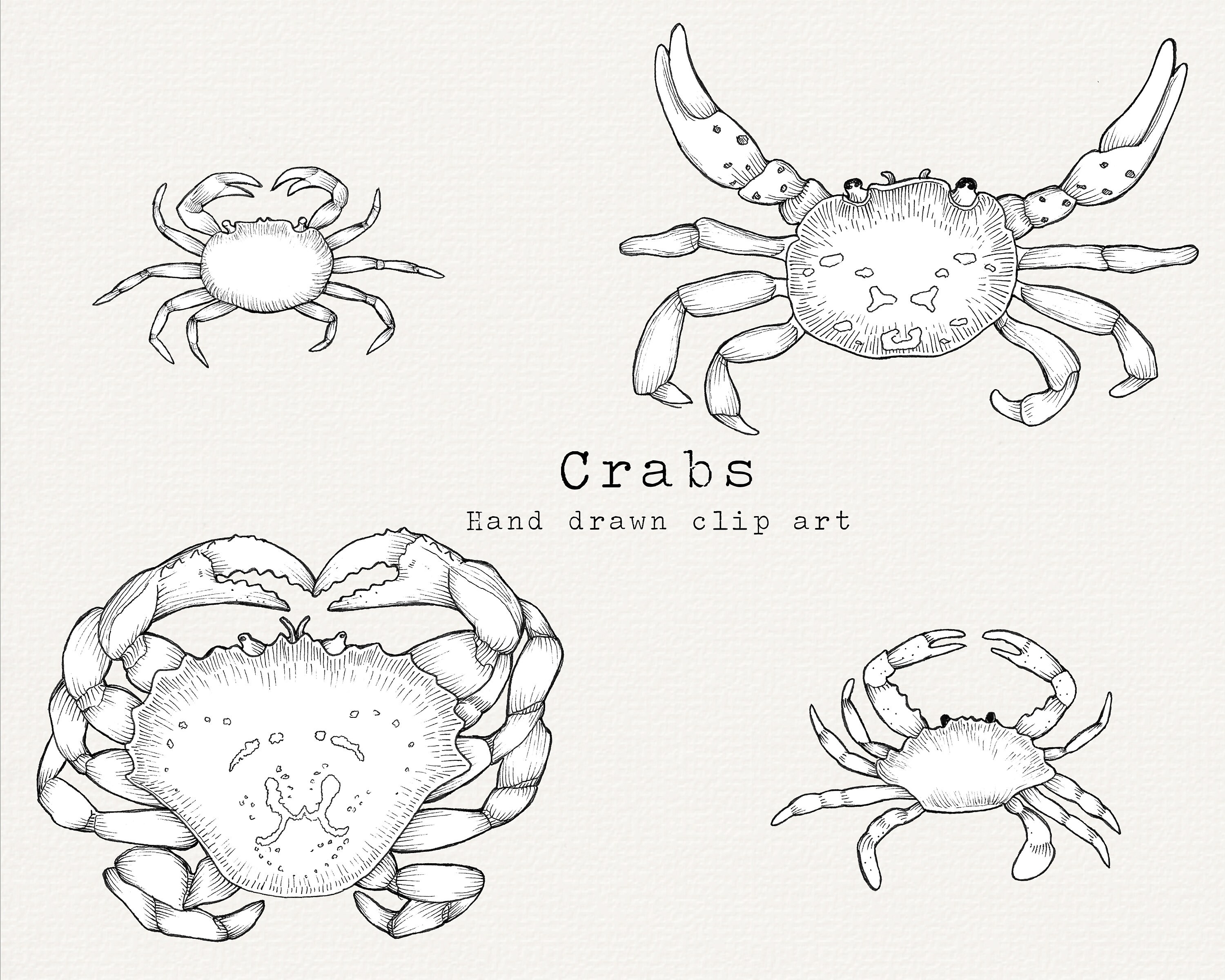 Crab Clip Art Hand Drawn Crab Clipart Vintage Sea Creature - Etsy