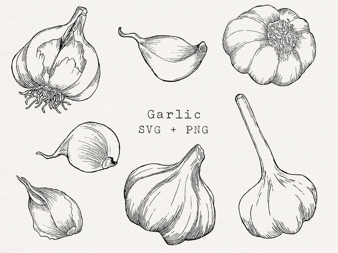 Garlic Line Art SVG, PNG Clipart - Kitchen Herb Vector Illustration ...