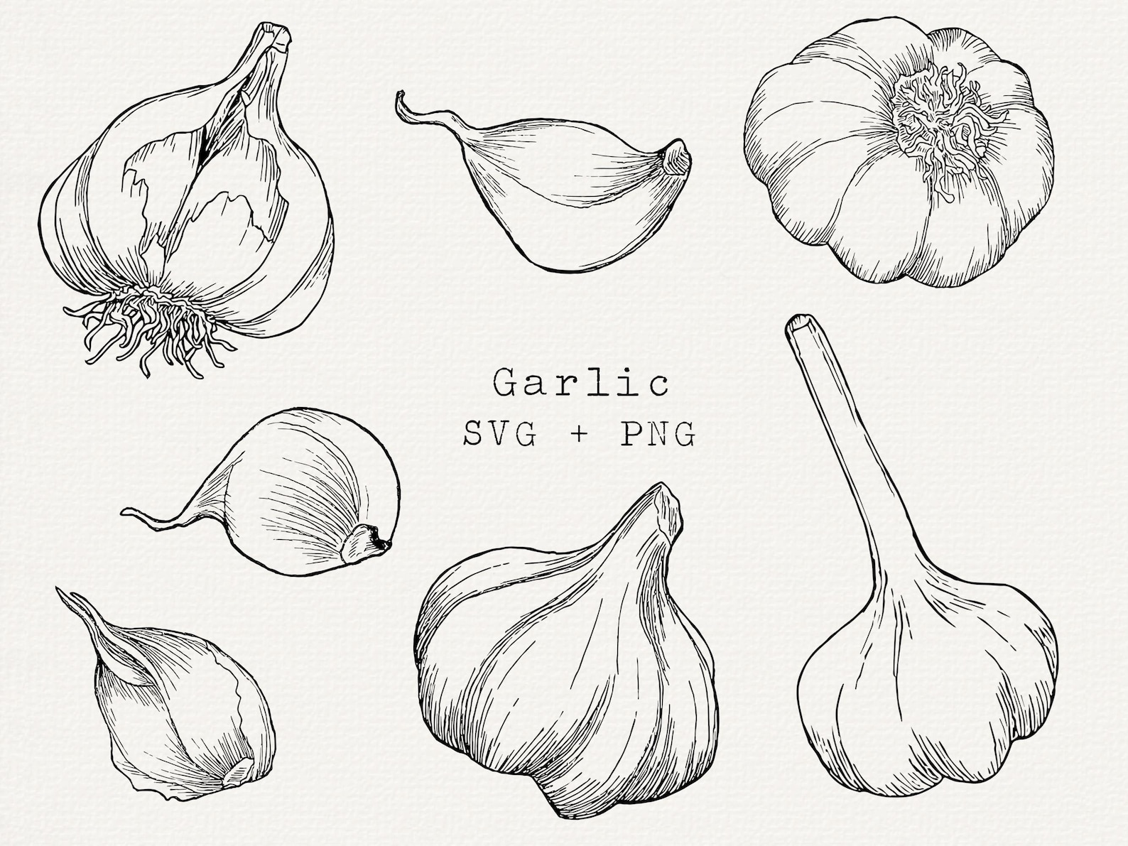 Garlic Line Art SVG, PNG Clipart - Kitchen Herb Vector Illustration ...