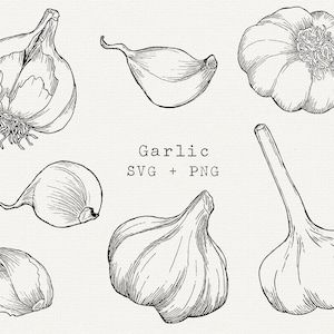 Garlic SVG, Garlic Vector Graphics, Garlic Clove SVG, Kitchen SVG ...