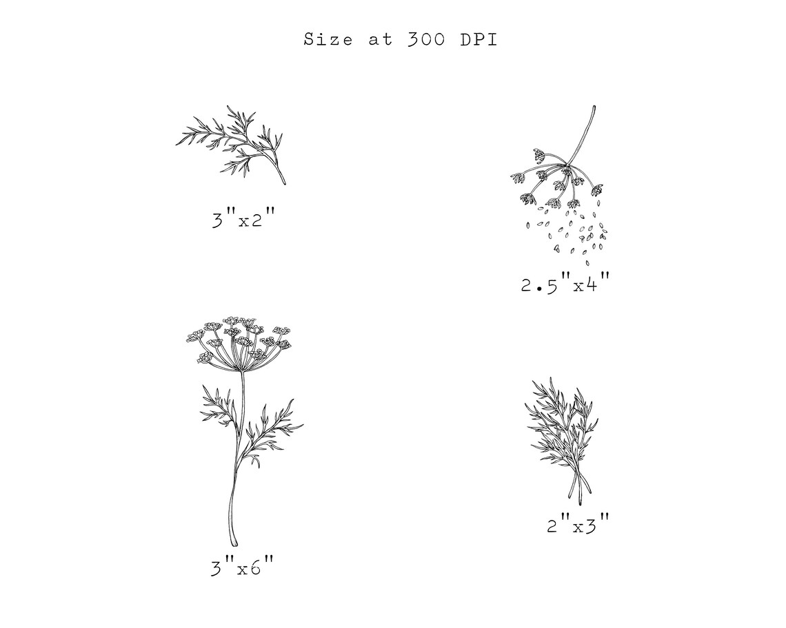 Dill PNG Clip Art Hand Drawn Illustration Herb Line Art - Etsy