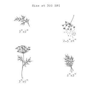 Dill PNG Clip Art, Hand Drawn Illustration, Herb Line Art, Dill Drawing ...