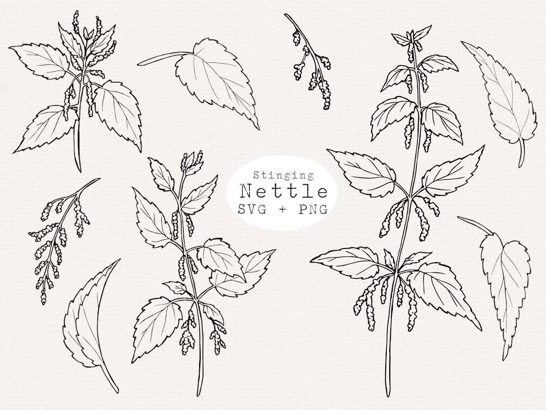 Stinging Nettle SVG, Hand Drawn Nettle Clip Art Illustration, Botanical ...
