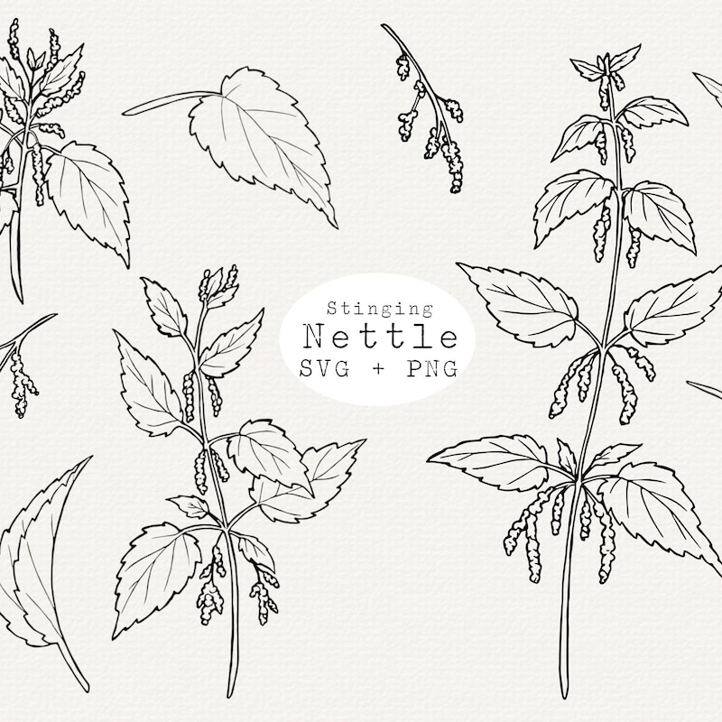 Nettle Drawings - Etsy UK