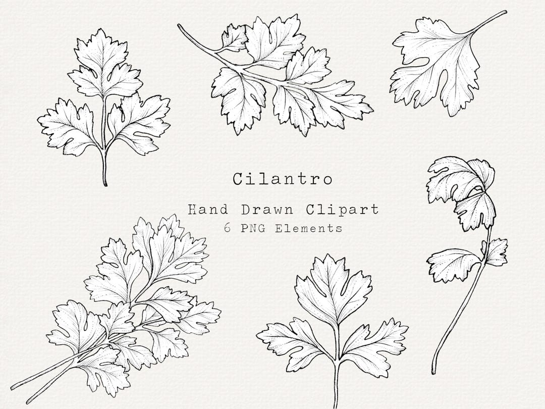 Cilantro PNG Clip Art, Hand Drawn Illustration, Herb Line Art, Cilantro ...