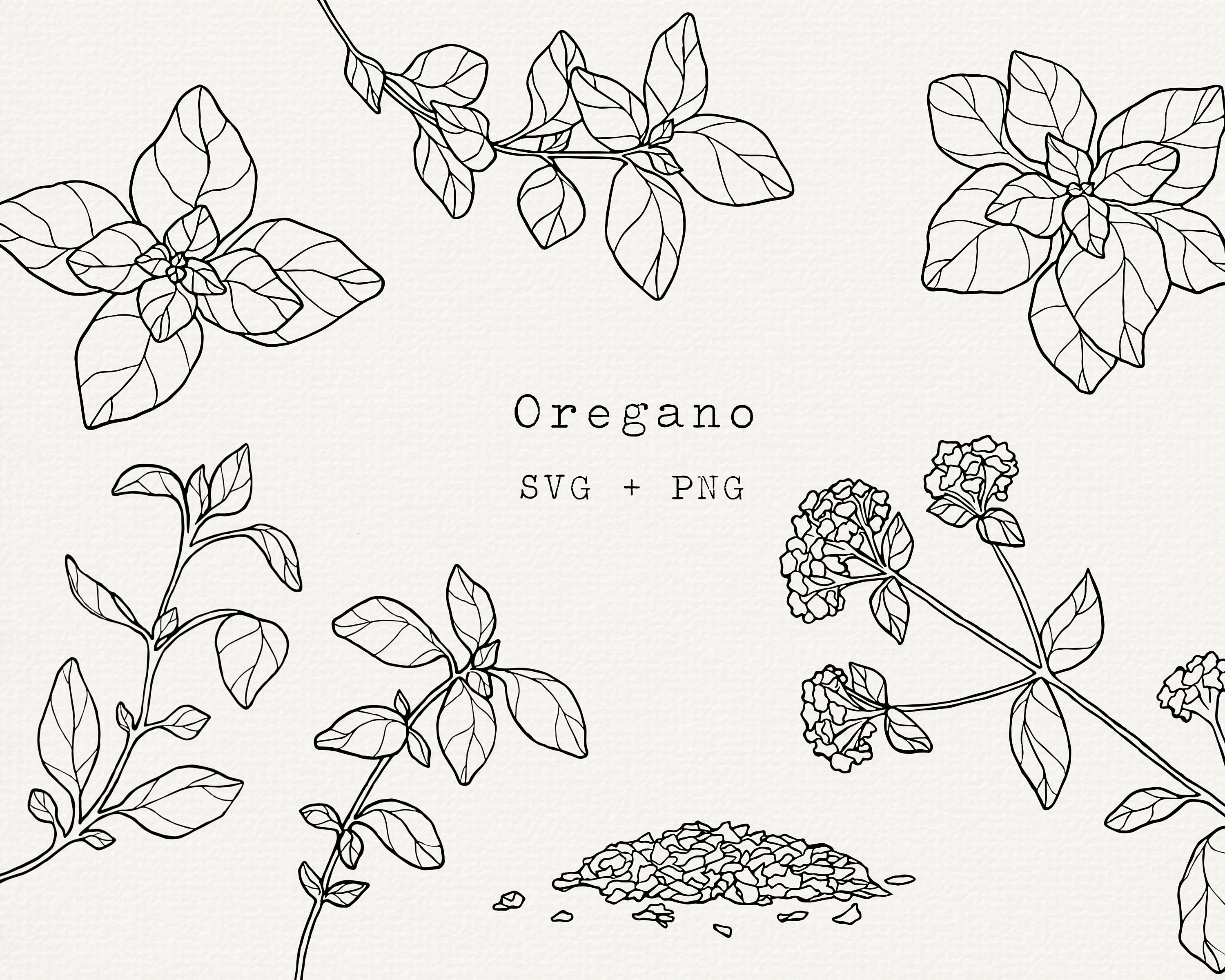 Oregano Plant Drawing
