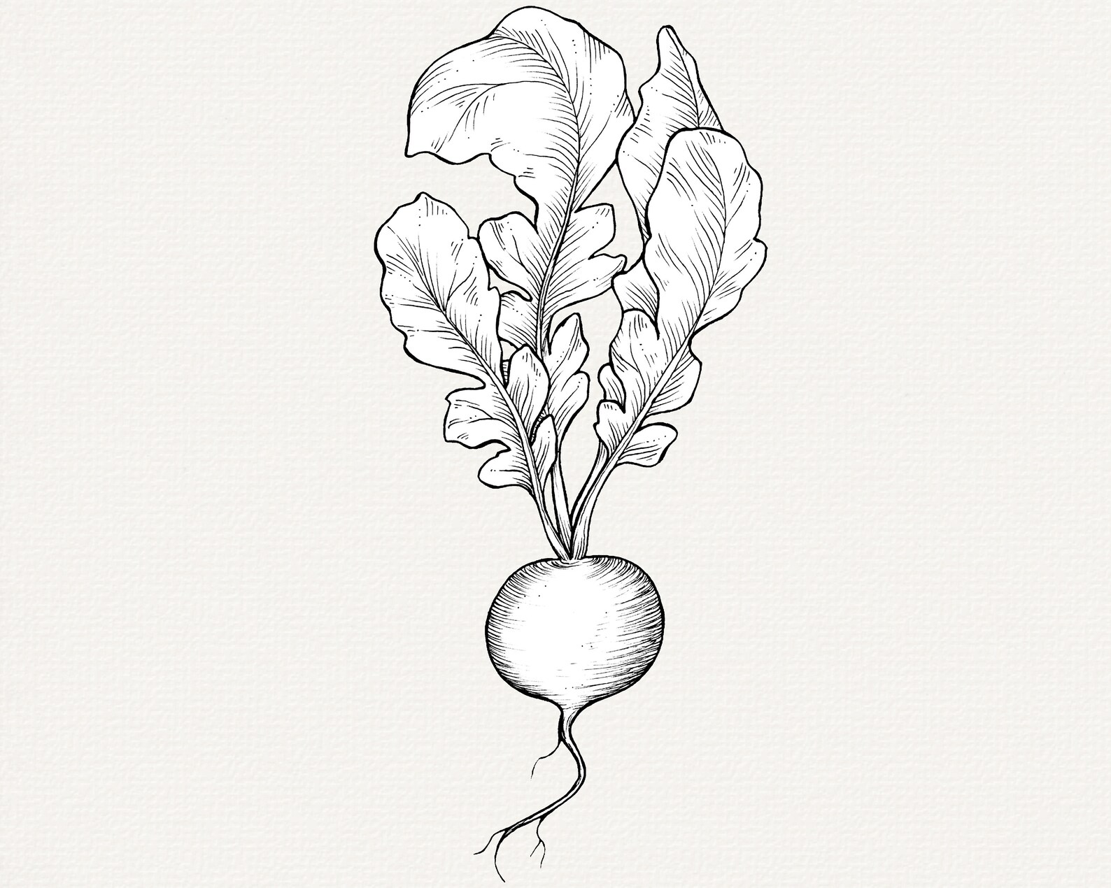 Radish Line Art, Botanical Illustration, Vegetable Clip Art (PNG ...