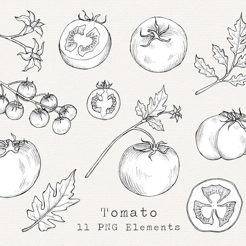 Tomato Hand Drawing - Etsy UK
