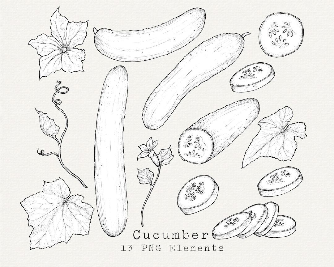 Cucumber PNG Clip Art, Hand Drawn Cucumber Plant Illustration, Vintage ...
