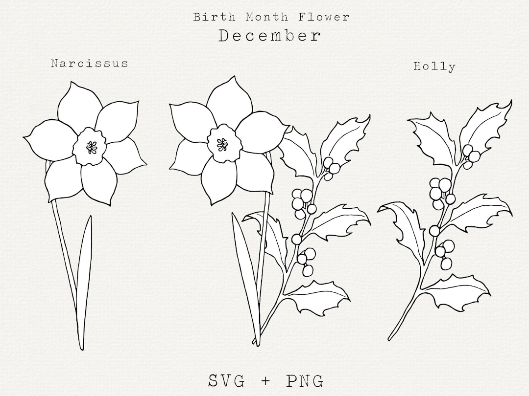 Holly SVG, Narcissus Flower SVG, December Birth Month Flowers, December ...