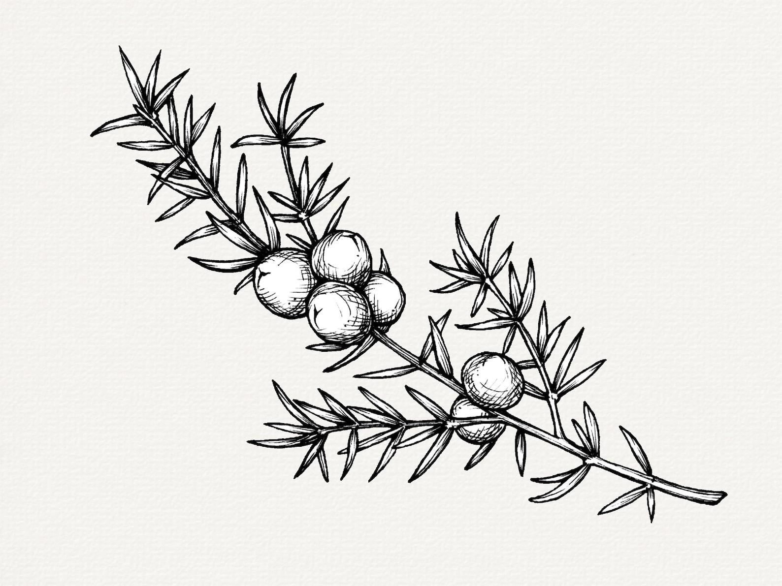 Juniper PNG Clip Art, Hand Drawn Juniper Sprig Illustration, Juniper ...