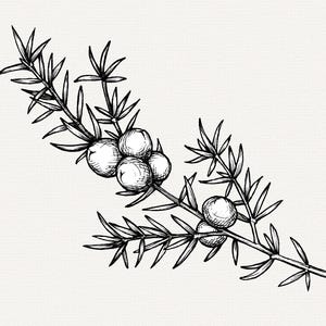 Juniper PNG Clip Art, Hand Drawn Juniper Sprig Illustration, Juniper ...
