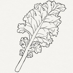 Kale SVG Set, Illustration for Commercial Use, Cut File for Cricut ...