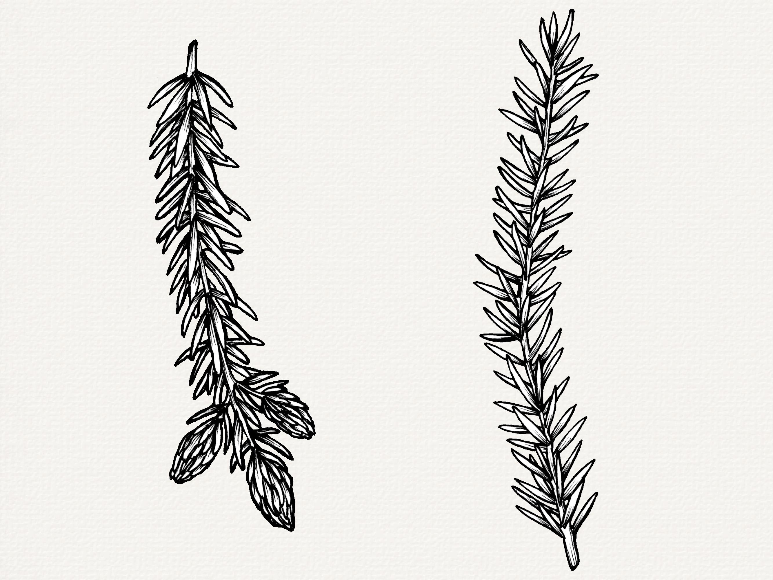 Spruce Tips Hand Drawn Illustration, Botanical PNG Elements, Pine Tree ...
