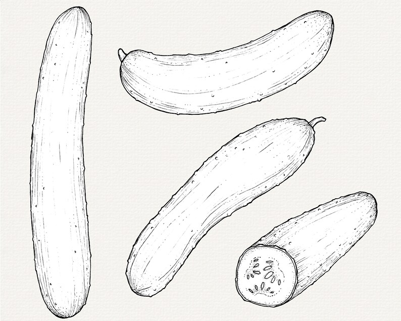Cucumber Botanical Line Art, Vegetable Illustration, Food Clip Art (PNG ...